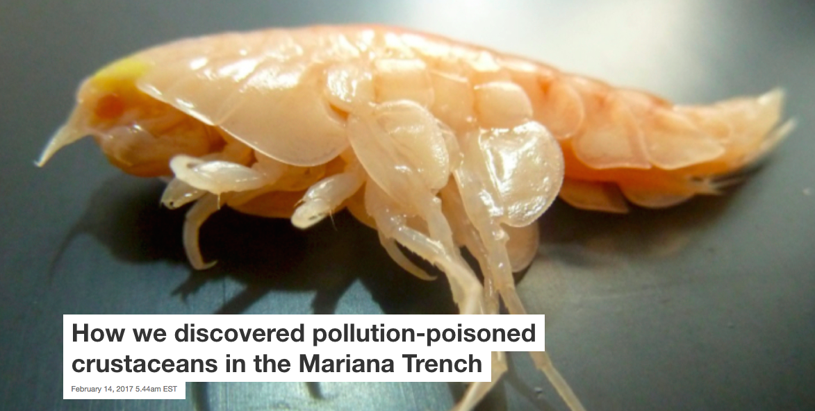 How we discovered pollution-poisoned crustaceans in the Mariana Trench ...